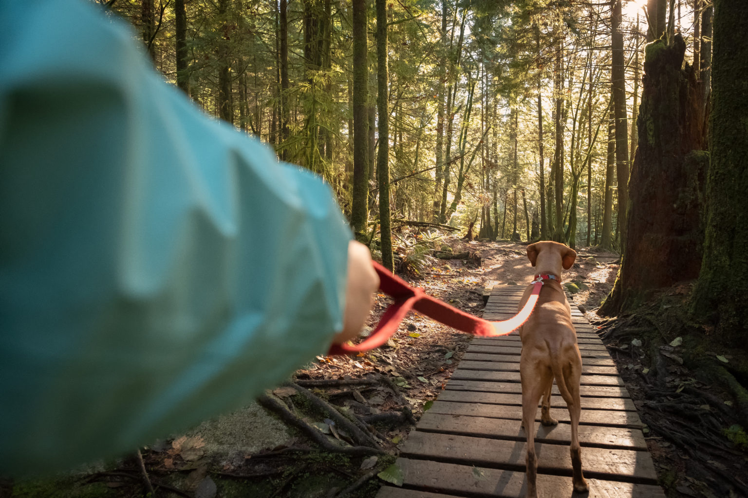 Get in Step with Your Pooch for National Walk Your Dog Month - Blog ...
