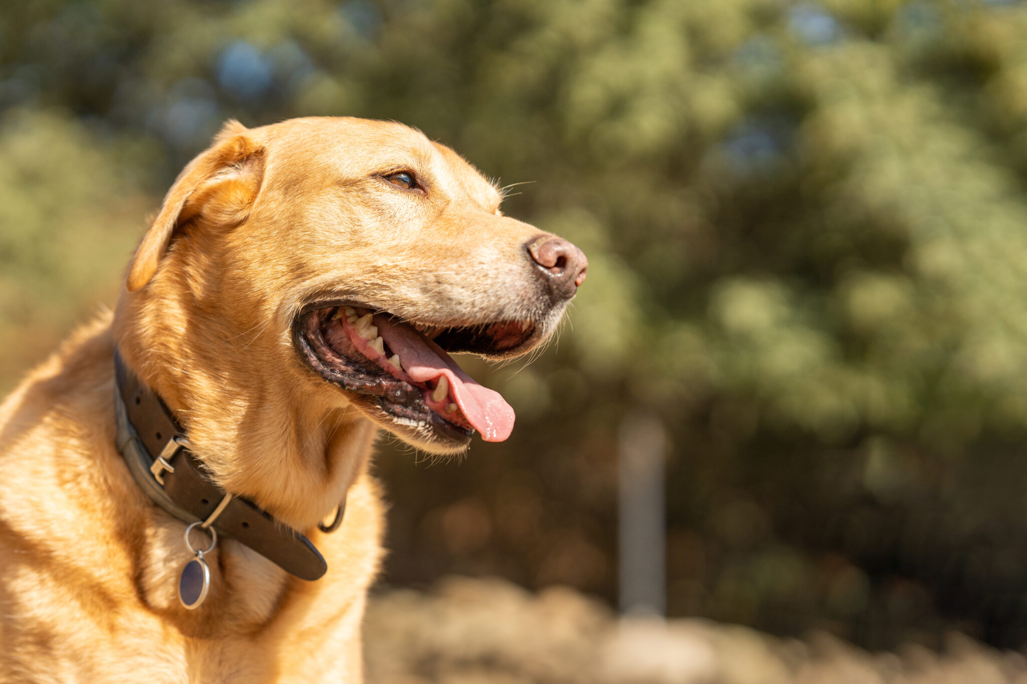 Benefits Of Using Pet GPS Trackers For Your Dog | PetLink