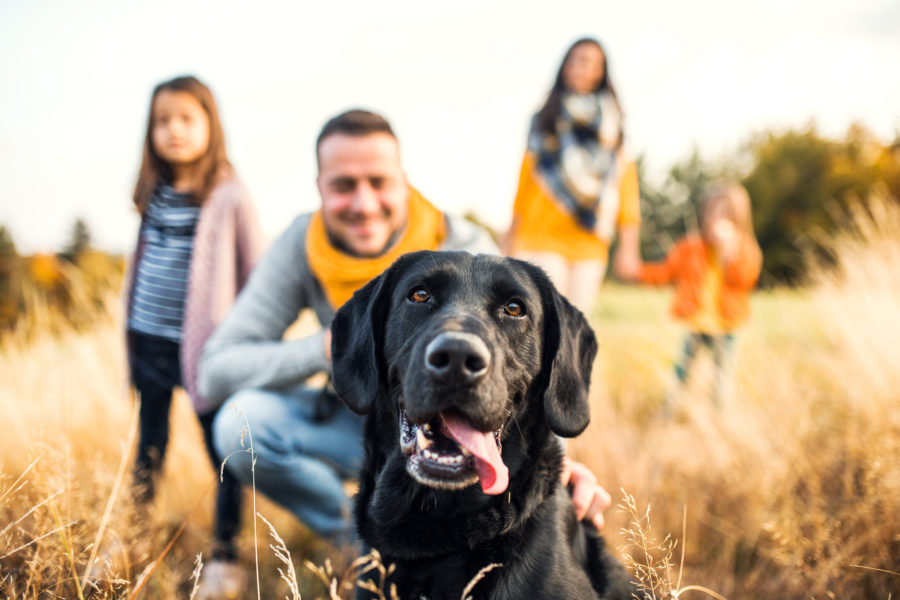 National Animal Safety & Protection Month: What It Is & How To ...