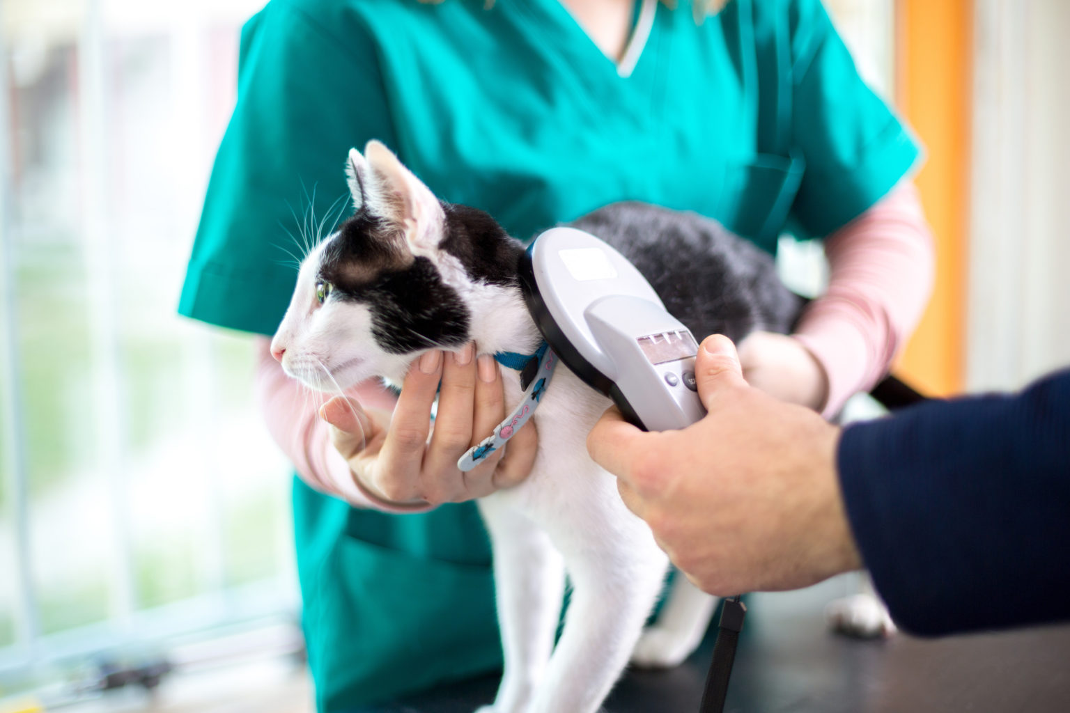 Steps To Finding Your Pet's Microchip Information | PetLink